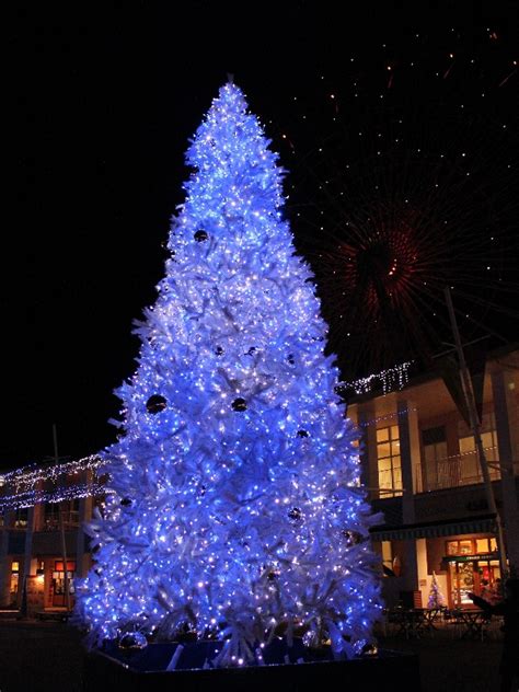 ブルー クリスマス 新ぼちぼち植物などを