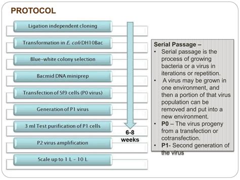 Baculovirus Expression Vector System Pptx Biological Sciences Science