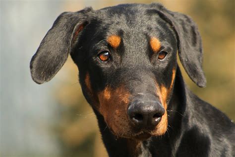 Doberman With Uncropped Ears The Truth About Ear Cropping