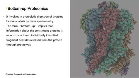 Bottom Up Proteomics And Top Down Proteomics Pptx