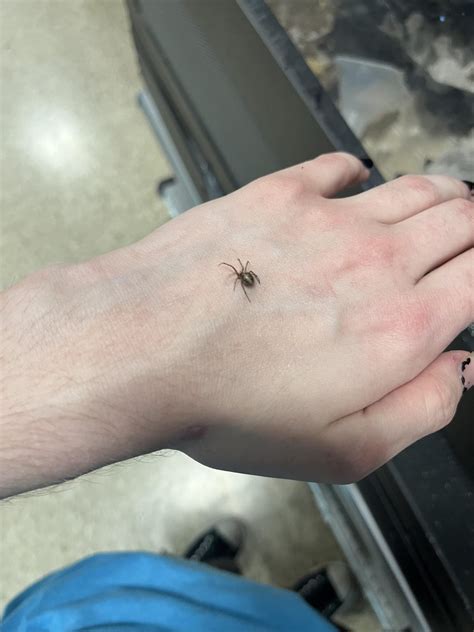 Triangulate Cobweb Eastern Nebraska Usa How To Sex R Spiders