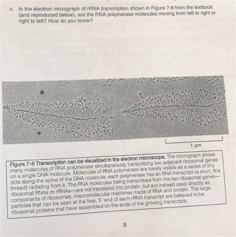 Solved C In The Electron Micrograph Of Rrna Transcription