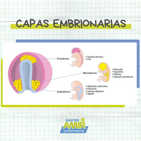 Hablamos De Las Capas Máster Amir Enfermería