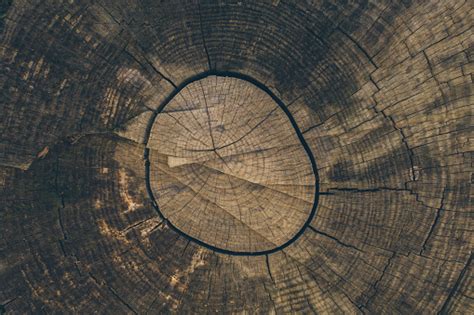 나무 텍스처와 배경 빈티지 스타일에서 트리 트렁크 배경 잘라 나무 줄기 닫습니다 잘라 나무 트렁크 텍스처의 매크로 보기입니다 나무 질감 및 그래픽 디자인에 대 한 배경 0