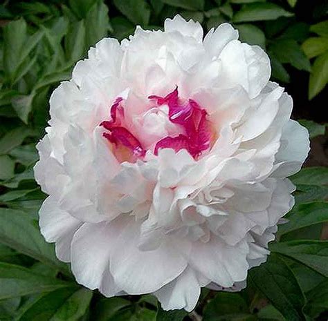 Пион Уайт Дабл Фото — Nyafoto.ru