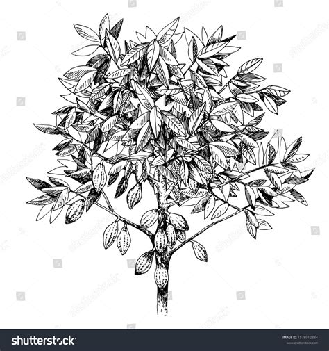 Hand Drawn Cocoa Tree Ripe Fruits Stock Vector Royalty Free 1578912334 Shutterstock