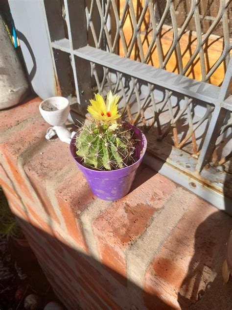 선인장 꽃 Pixabay의 무료 사진