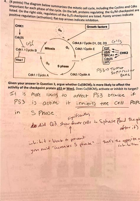 Solved The Diagram Below Summarizes The Mitotic Cell Cycle Including The Cyclins And Cdks