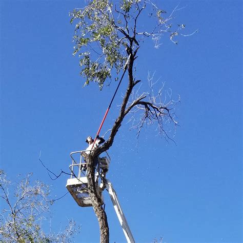 Tree Trimming And Pruning Services In Utah