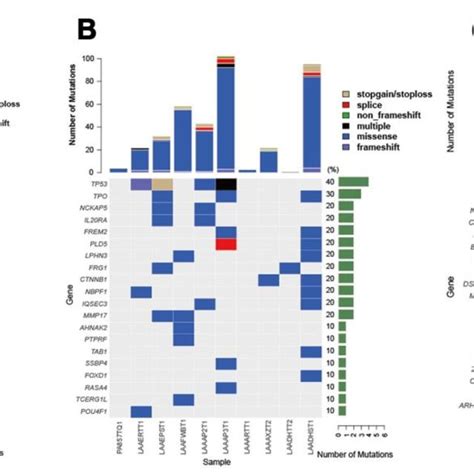 Top 10 Most Frequently Mutated Genes In Groups A C Of Hcc Patients With