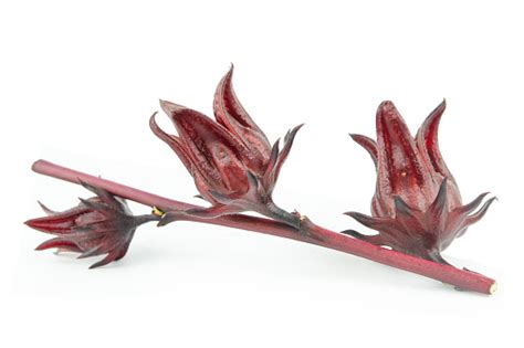 로젤 자메이카 소렐러 또는 히비스커스 Sabdariffa 클리핑 경로와 흰색 배경에 고립 0명에 대한 스톡 사진 및 기타 이미지 0명 가젤 건강관리와 의술 Istock