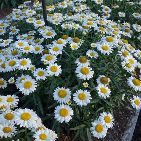 Daisy Jane Flowers At Leo Brodbeck Blog