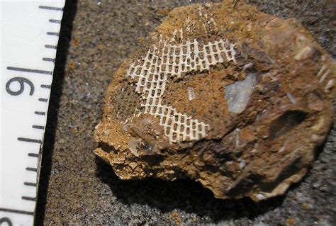 Encrusting Bryozoan Fossil