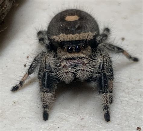 Regal Spiderling Dark Morph Cb Bugs In Cyberspace