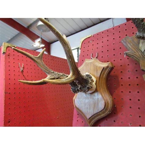 A Set Of Six Prong Stag Antlers Mounted On Shield Plaque Two Pairs Of