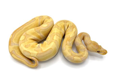 Enchi Toffino Royal Constrictor Designs Enchi Toffino Royal Constrictor Designs