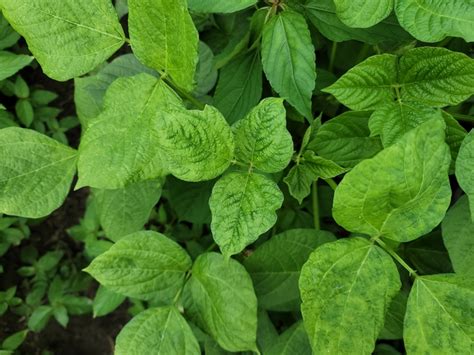 팥 안정 생산 생육 초기 관리에 달려있어