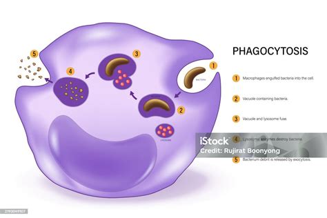 Phagocytosis Vector Process Of Macrophage Absorption And Killing Of Bacteria Phagocyte Engulfs
