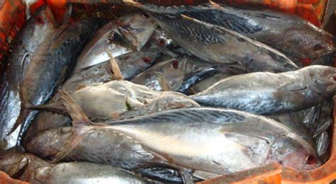 Katsuwonus Pelamis China Fujian Xiongfeng Price Supplier 21food