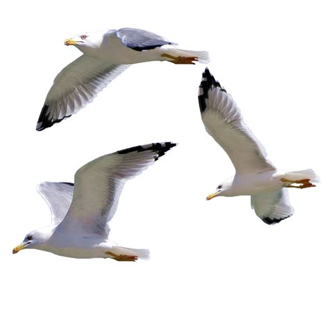 Bird European Herring Gull Gulls Seagull Png Download 1000 1000