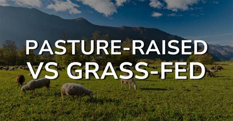 Pasture Raised Vs Grass Fed The Difference Intwb