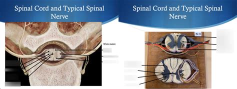 Spinal Cordtypical Spinal Nerve Diagram Quizlet