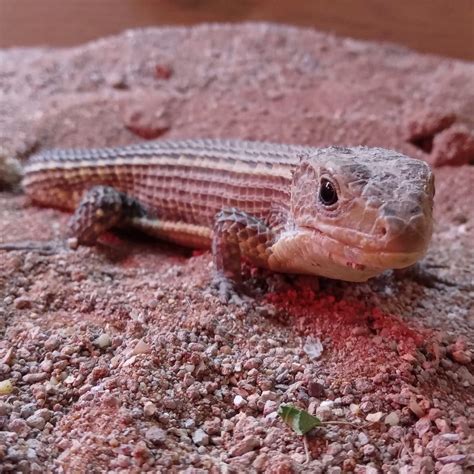 Plated Lizard Jimmys Farm Zoo And Wildlife Park