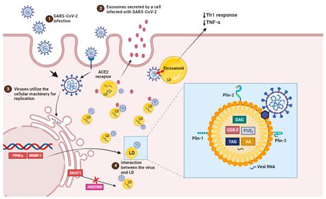 Lipid Metabolism Modulation During Sars Cov 2 Infection A Spotlight On