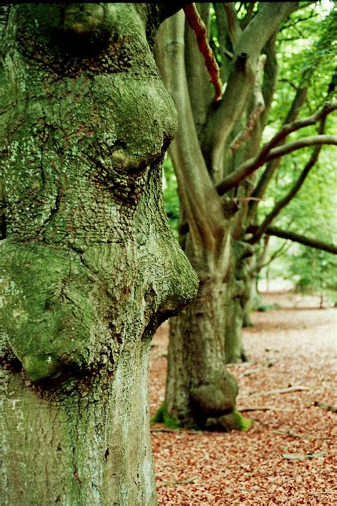 Trees That Look Like Something Else And Will Make You Look Twice Bored Panda