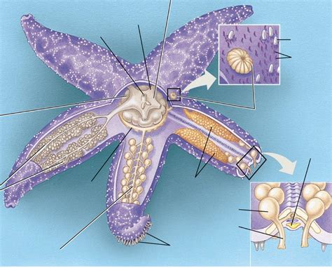 Biology Echinodermata Lab Diagram Quizlet