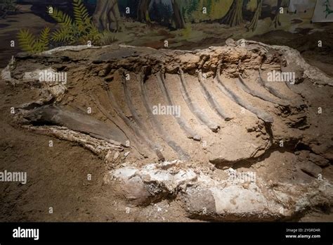 Vernal Utah The Utah Field House Of Natural History State Park