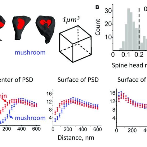 Astrocytic Coverage Of Mushroom And Thin Spines Segmentation Of