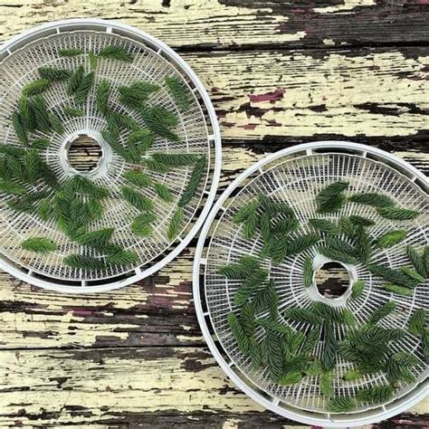 Spruce Tip Shortbread Cookies Recipe