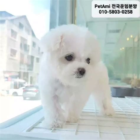 용인강아지분양 비숑프리제분양 Youtube