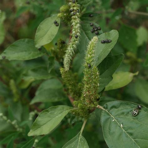 Amaranthus Retroflexus Amaranth