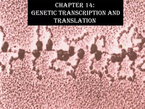 PPT Chapter 14 Genetic Transcription And Translation PowerPoint Presentation ID 504831