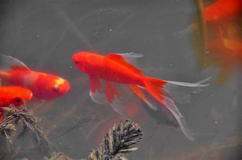 무료 이미지 봄 빨간 물고기 금붕어 잉어 각성 해양 생물학 4288x2848 746957 무료 이미지 Pxhere