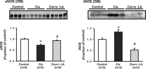 Expression Of Enos And Inos Proteins In The Outer Medulla The