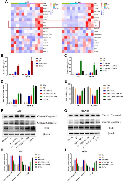 Lncrna H19 Acted As The Upstream Component Of The Nf κb Pathway In Download Scientific