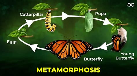 Viviparous And Oviparous Embryo Development Geeksforgeeks