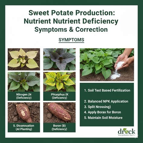 Dre Ck Sweet Potato Production Nutrient Deficiency Facebook