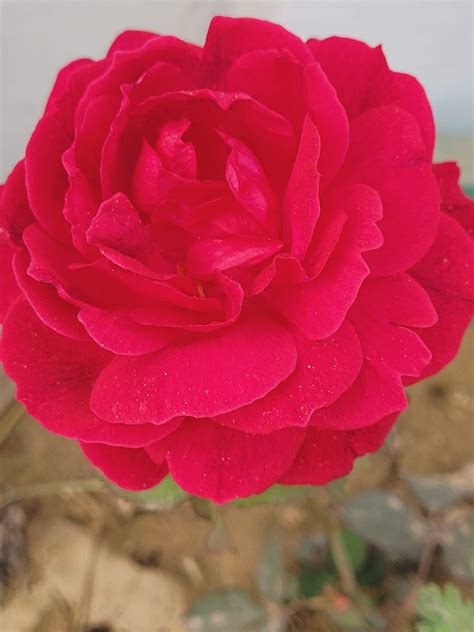 Ringa Ringa Roses 🌹 R Flowers