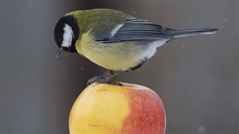 How To Make A Fruit Bird Feeder Easy Diy Steps To Attract Birds Birds