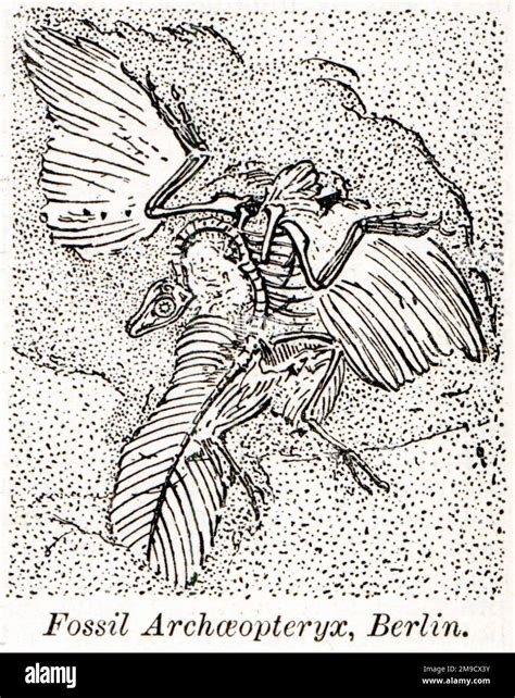 Archaeopteryx Fossil Sketch