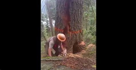 Watch Tree Cutter Gets A Nasty Surprise From A Hollow Tree AllOutdoor Com