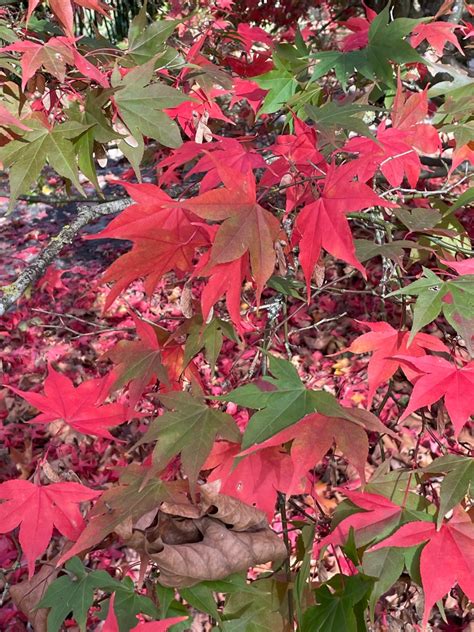 Colors Of Automn Ppmhk