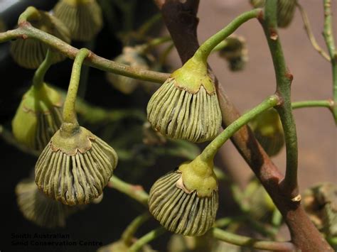Codonocarpus Pyramidalis