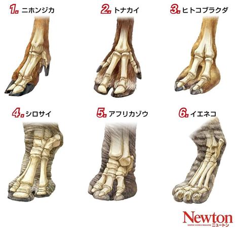 偶蹄目指の数 行動・生態 ｜ 一般財団法人奈良の鹿愛護会 Gyxz
