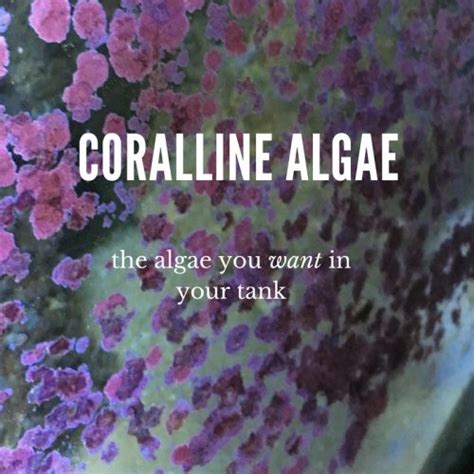 Coralline Algae The Algae You Want In Your Tank Saltwater Aquarium Blog