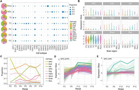 Spatiotemporal Heterogeneity Of Cell Sub Types A The Cell Type Download Scientific Diagram